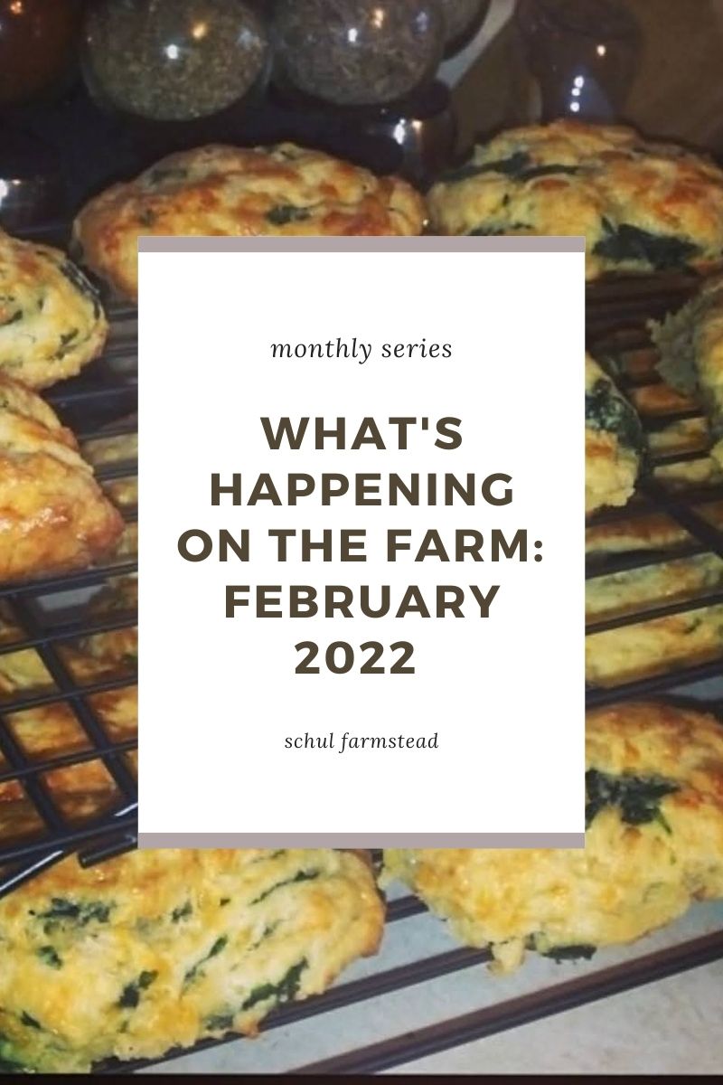 What’s Happening on the Farm: February 2022 – Schul Farmstead