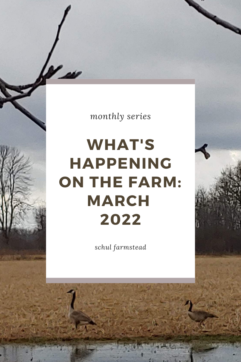 What’s Happening on the Farm in March – Schul Farmstead