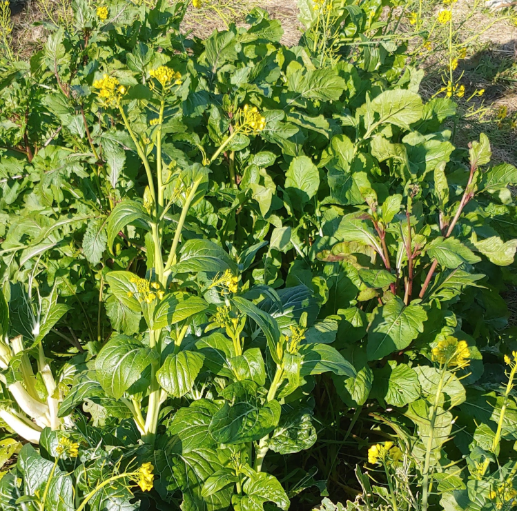 What is Raab & How to Use it – Schul Farmstead