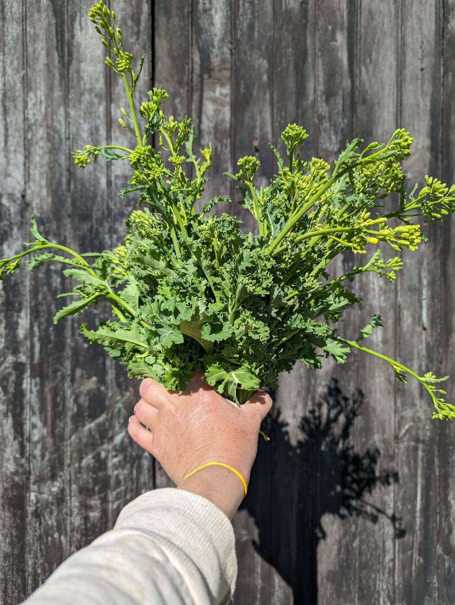 What is Raab & How to Use it – Schul Farmstead