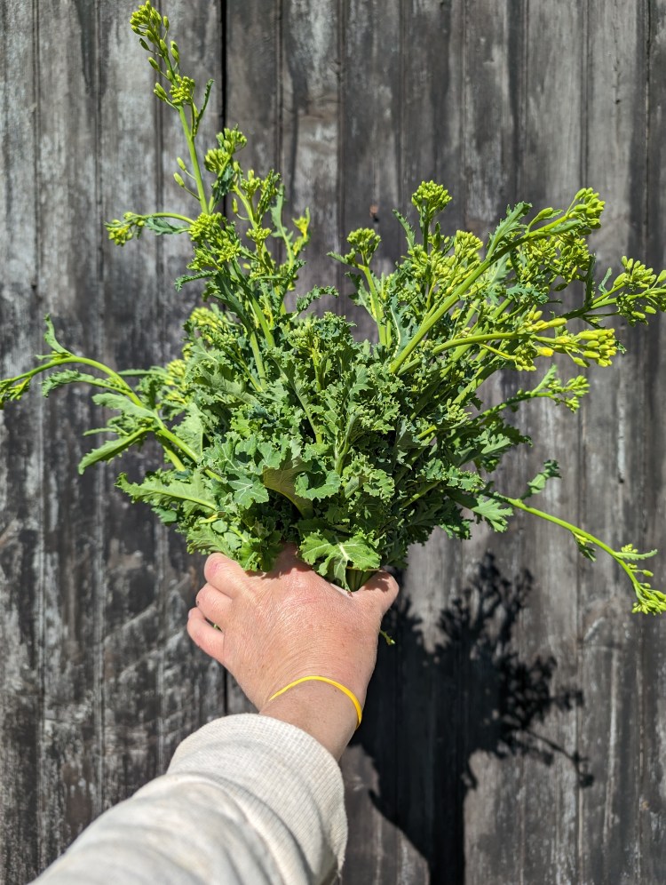 What is Raab & How to Use it – Schul Farmstead