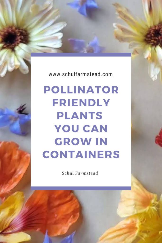 Pollinator-Friendly Plants You Can Grow in Containers – Schul Farmstead