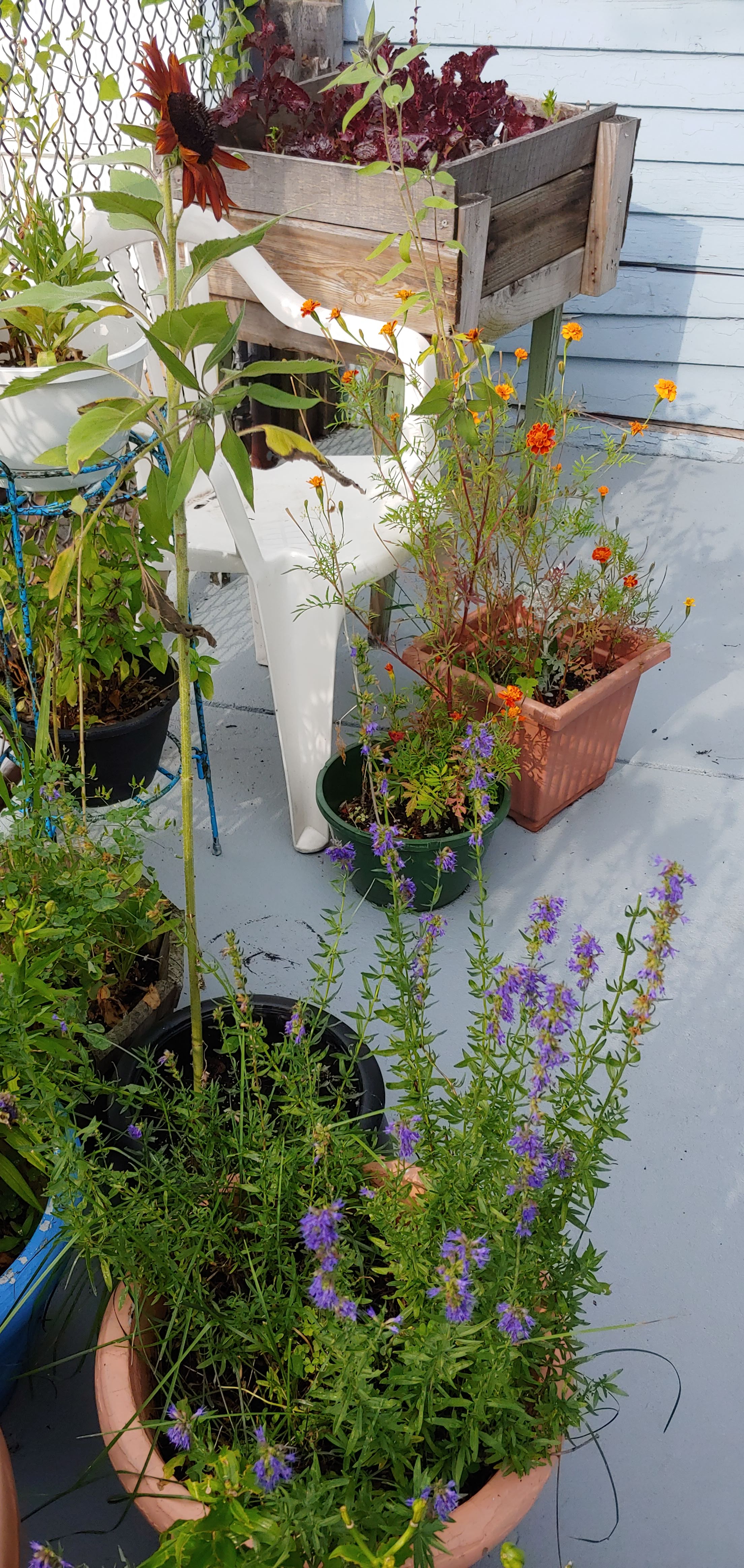 Pollinator-Friendly Plants You Can Grow in Containers – Schul Farmstead