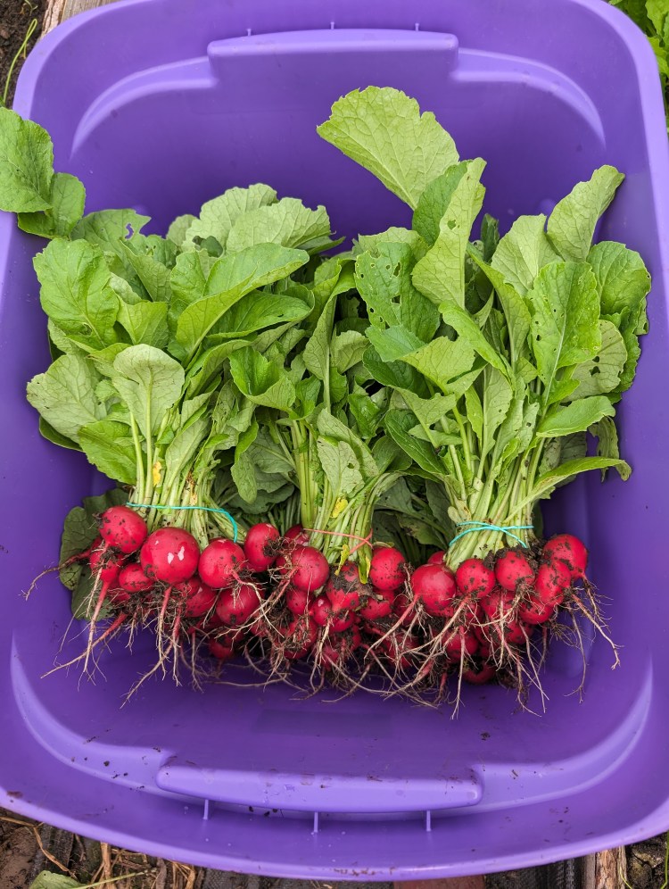 3 Recipes for Spring Radishes – Schul Farmstead